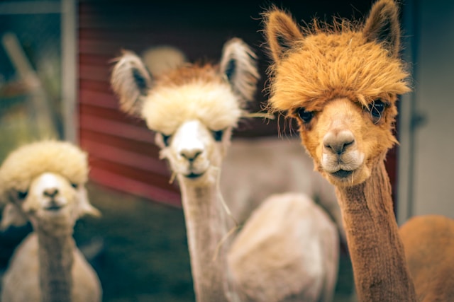 Geldzaken: valuta en betaalmogelijkheden in Peru - Vakantiereis Peru